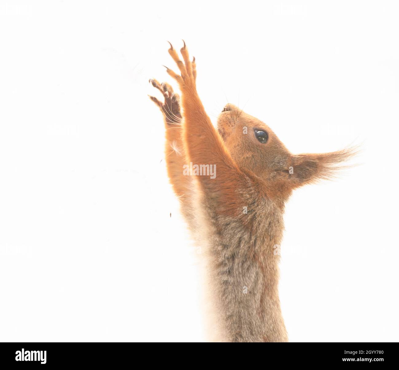 Sciurus vulgaris female Cut Out Stock Images & Pictures - Alamy