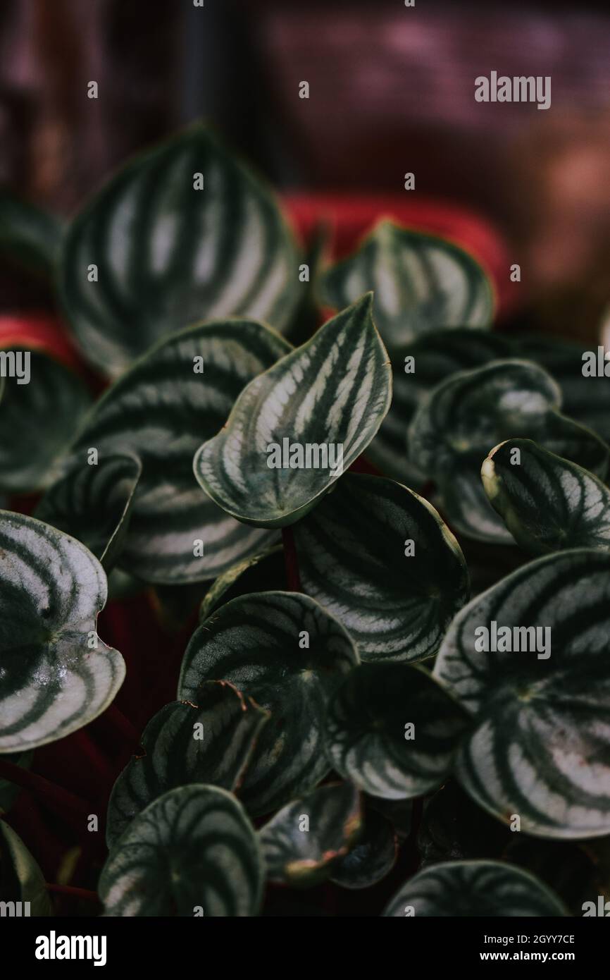 Peperomia leaf texture hi-res stock photography and images - Alamy