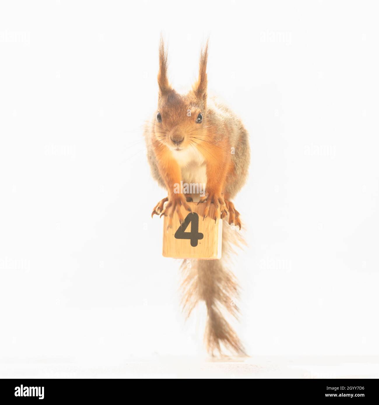 red squirrel is standing on a block with number four Stock Photo - Alamy