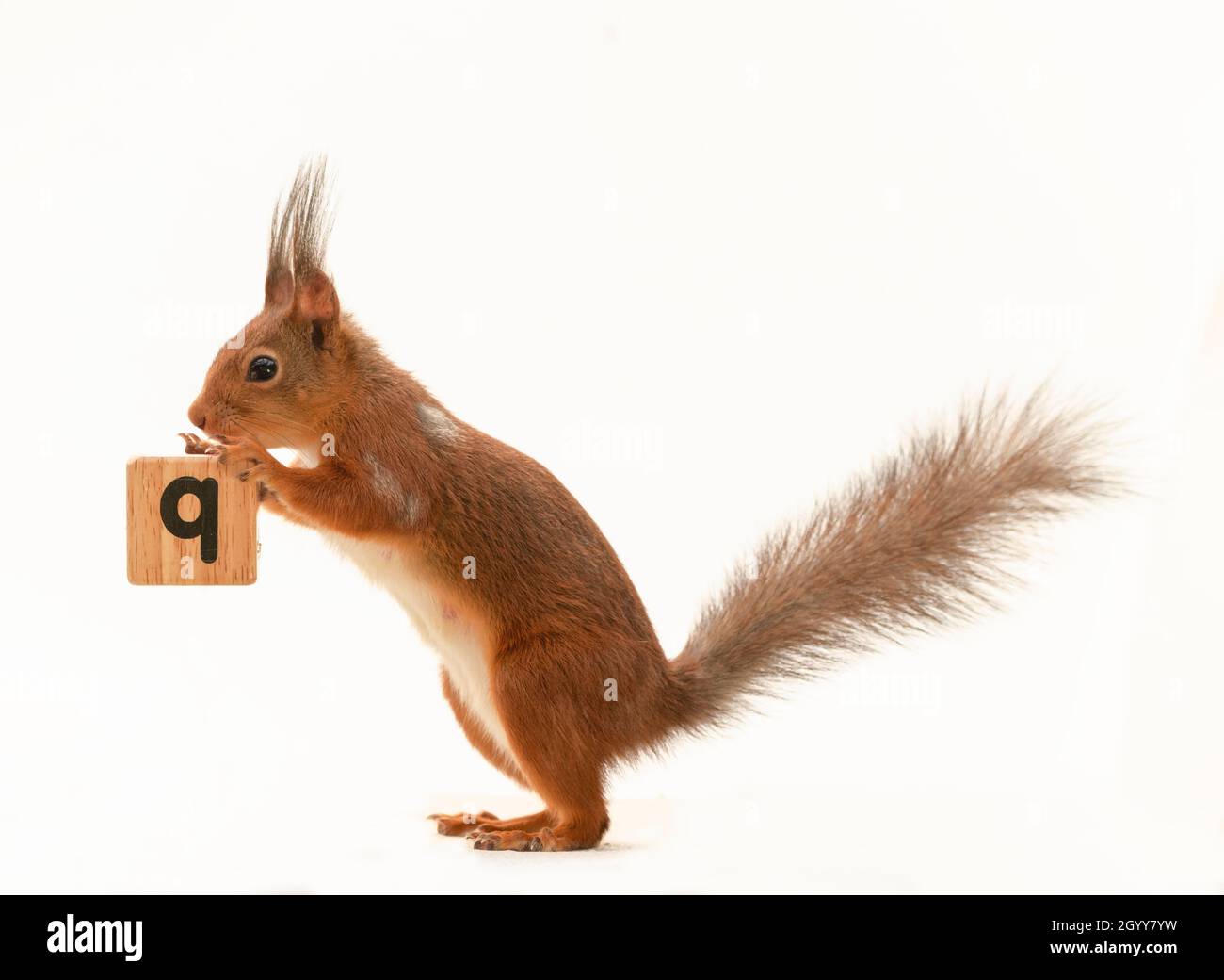 Letter q plant hi-res stock photography and images - Alamy