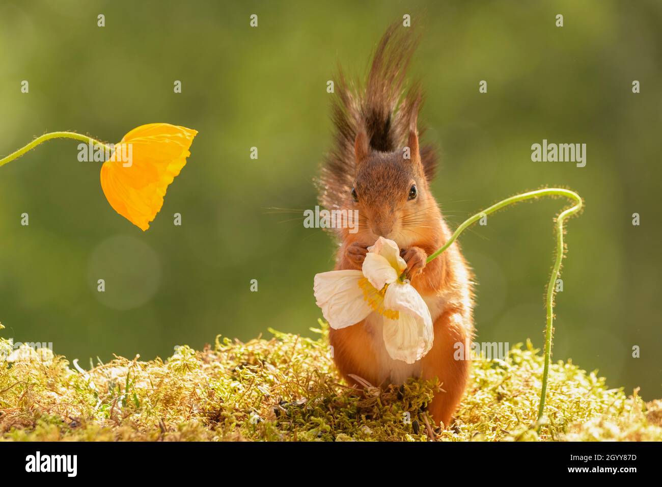 Scarlet Squirrel High Resolution Stock Photography and Images - Alamy