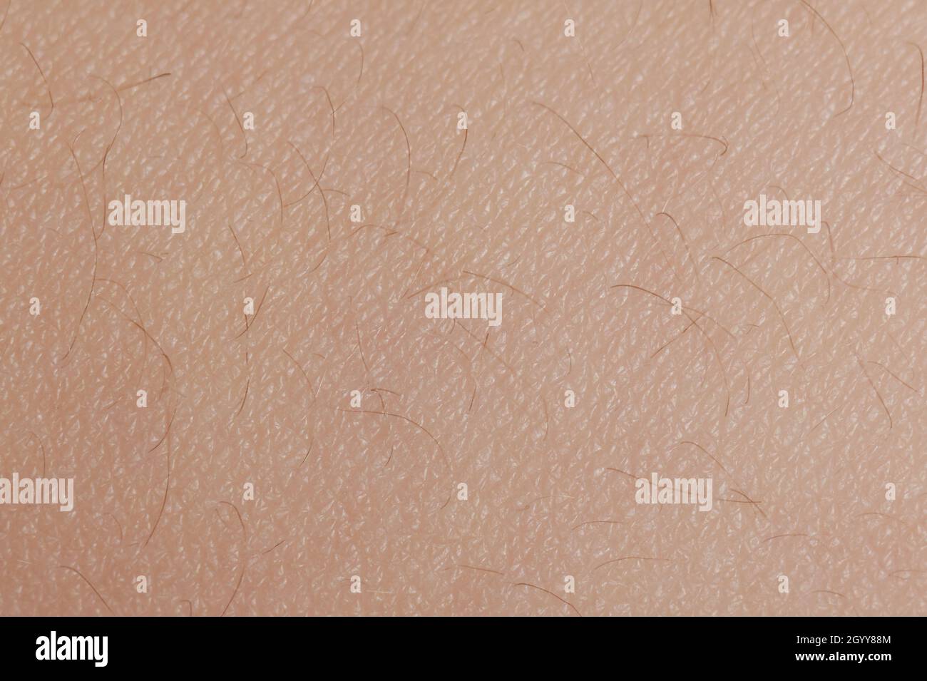Small hair on human skin surface macro close up view Stock Photo - Alamy