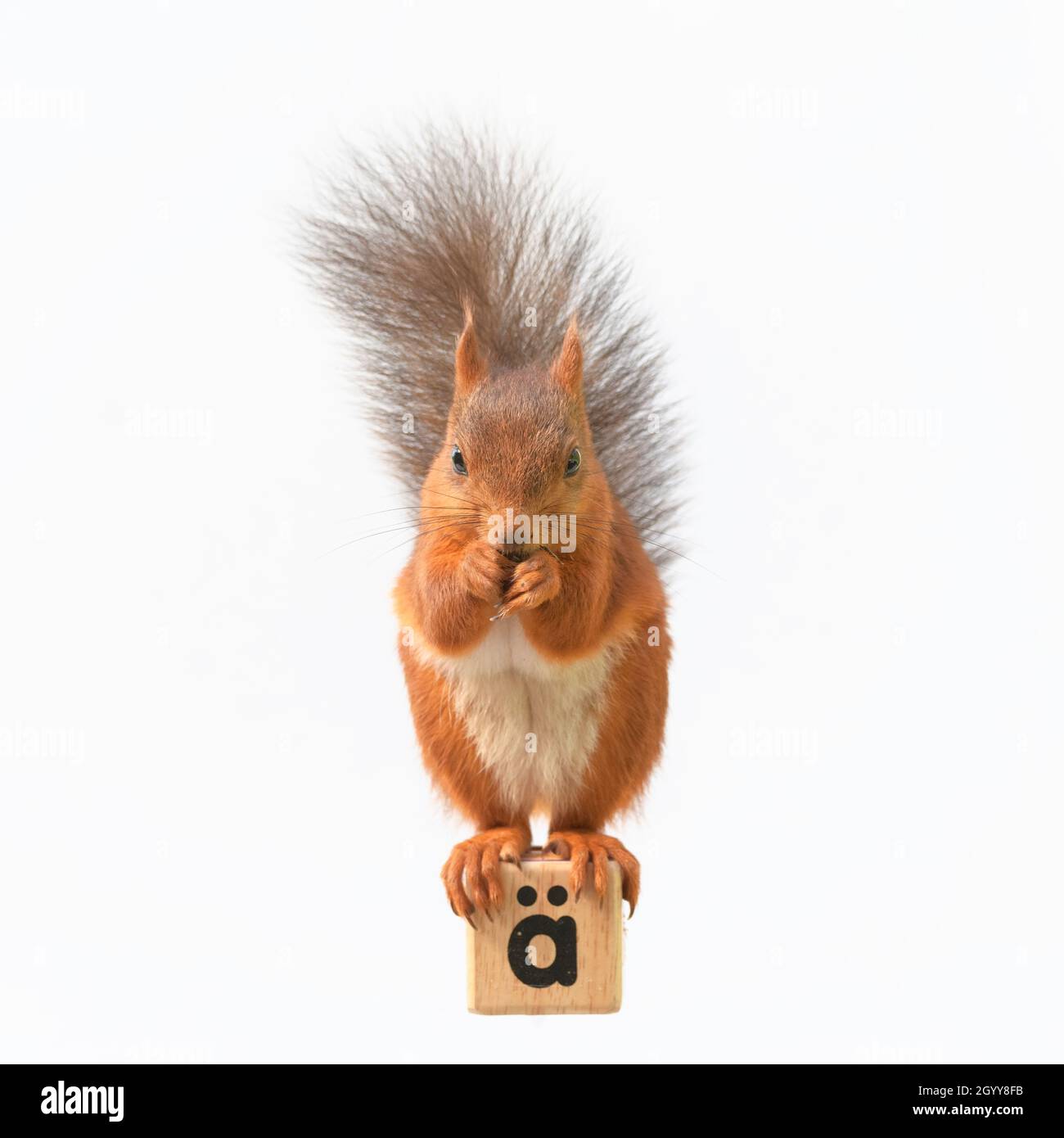 Squirrel on branch Cut Out Stock Images & Pictures - Alamy