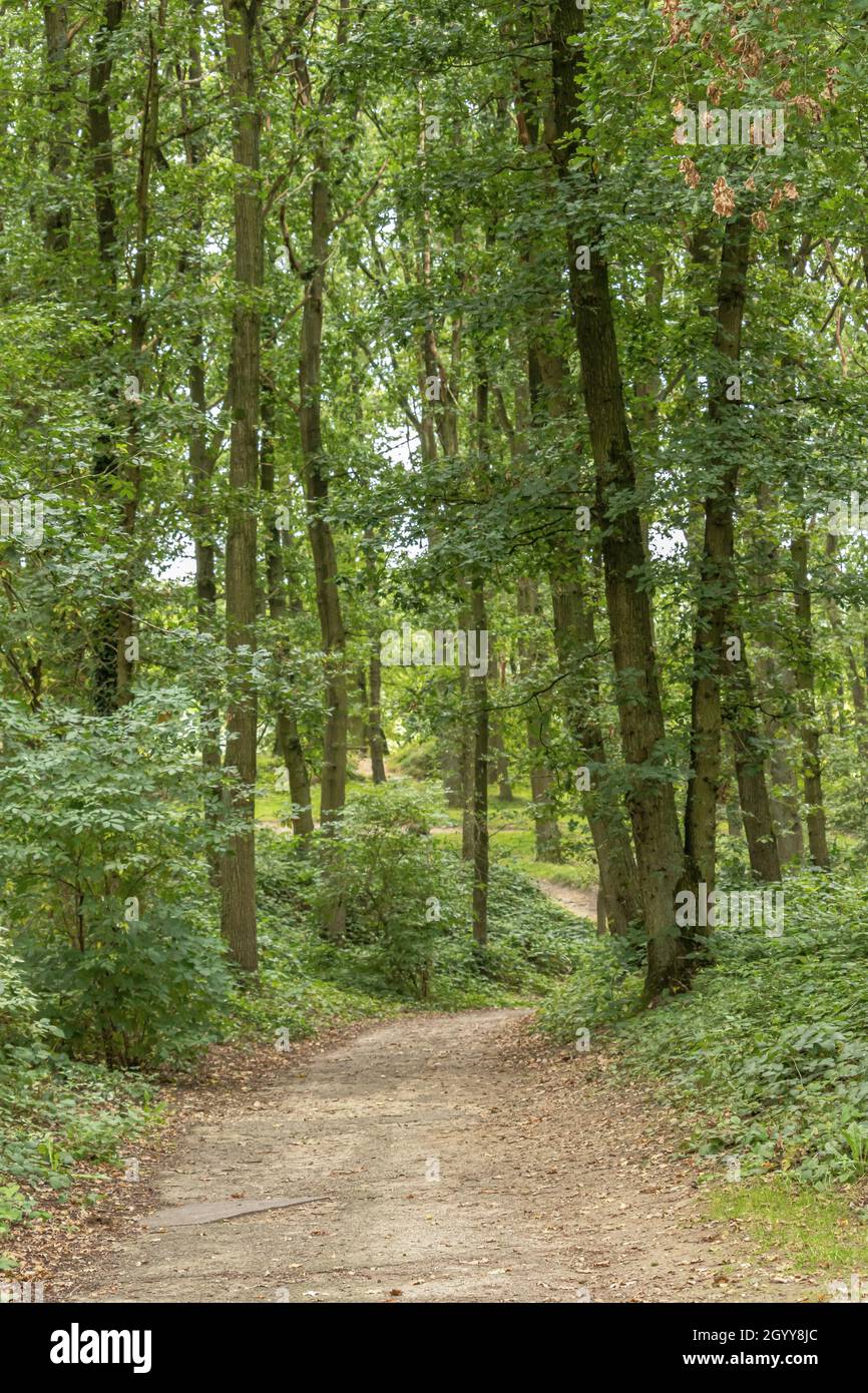 Beautiful scenery of the forest with long and bushy trees Stock Photo ...