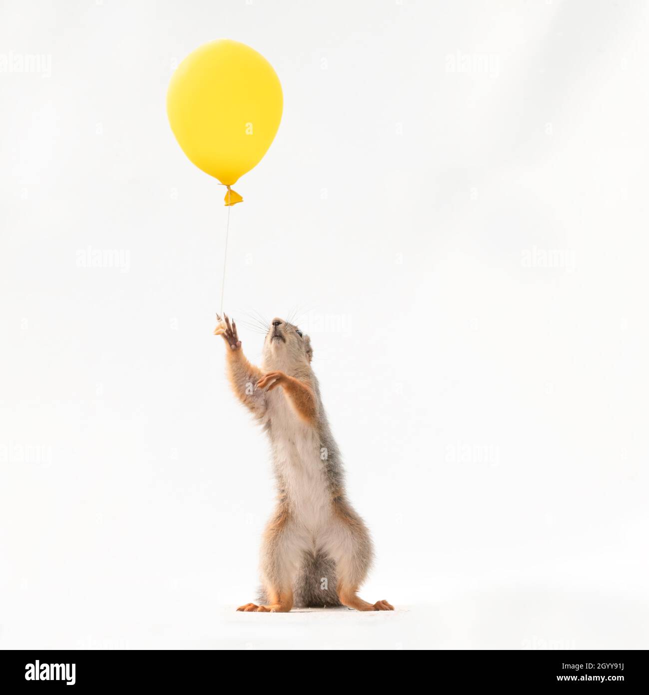 Balloon mushroom hi-res stock photography and images - Alamy