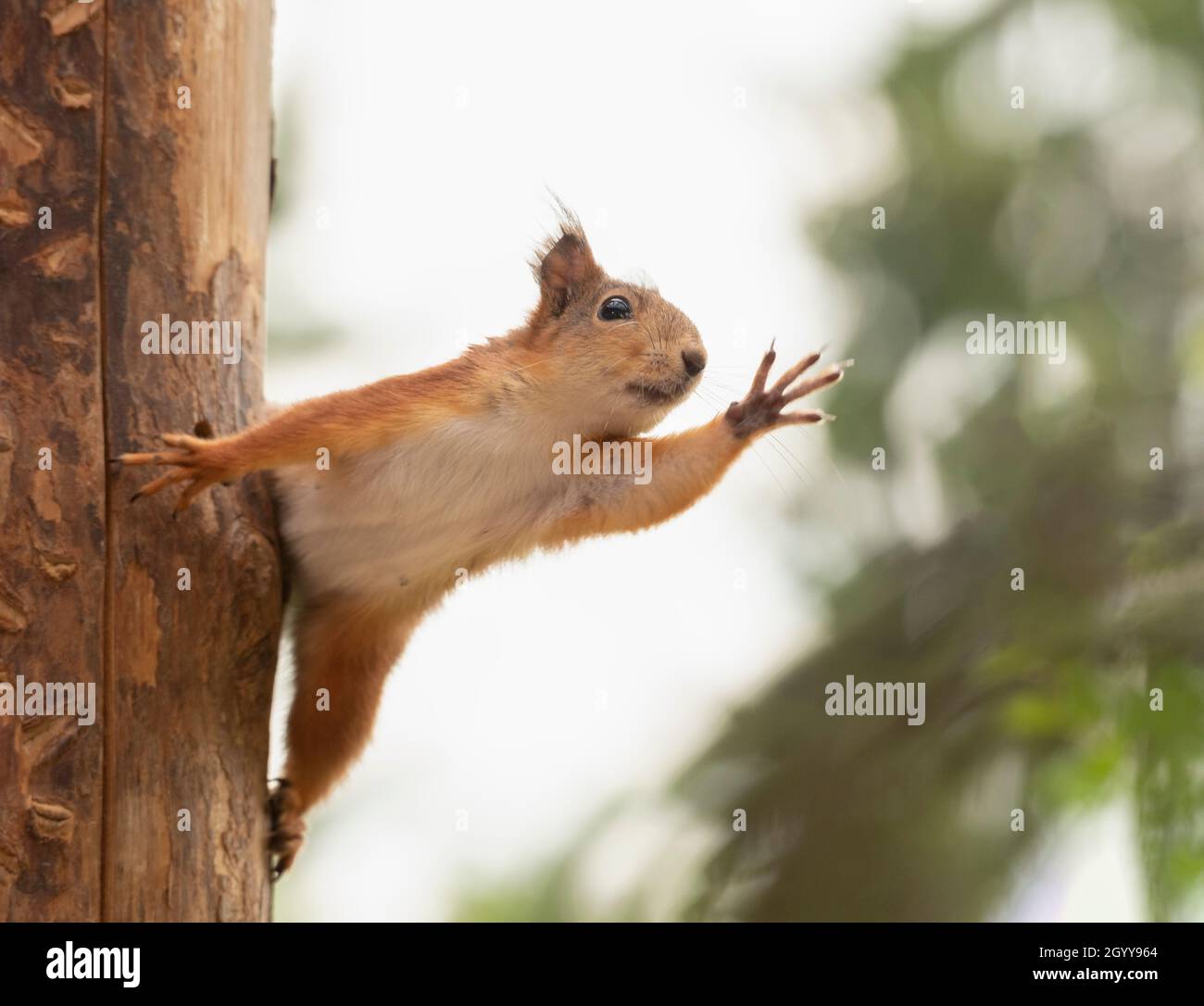 Red squirrel reaching from a tree hi-res stock photography and images ...