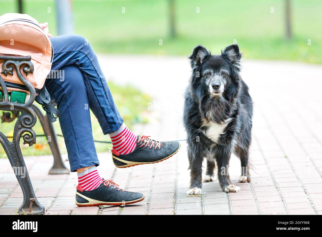 Dog with owner sad hi-res stock photography and images - Alamy
