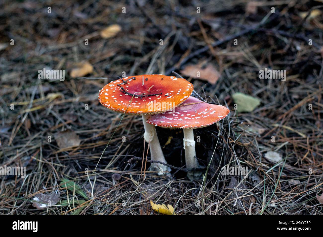 Red flies agaric mushroom in the grass. Latin name Amanita muscaria ...