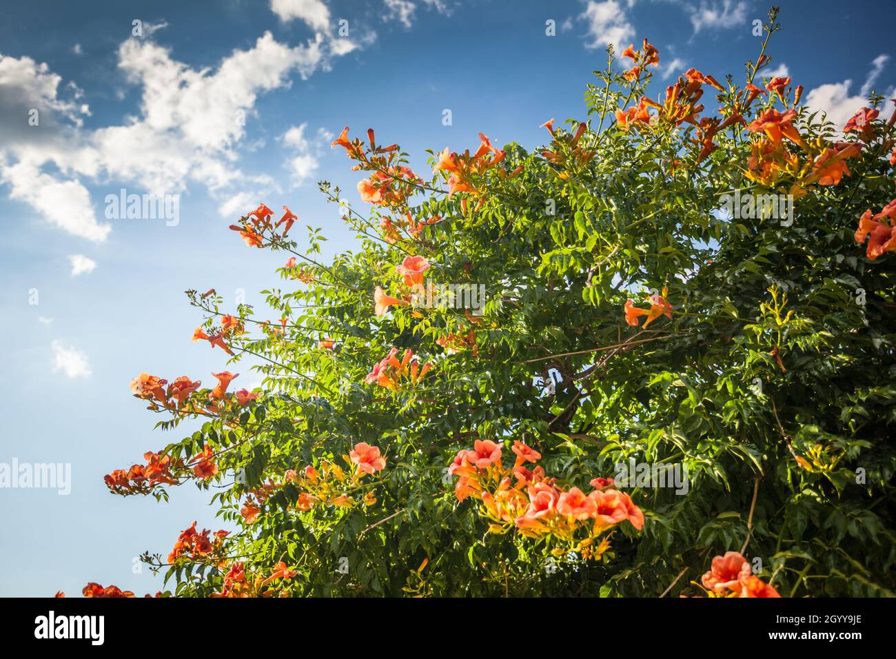 Campsis grandiflora, cka Chinese trumpet vine, deciduous creeper with ...