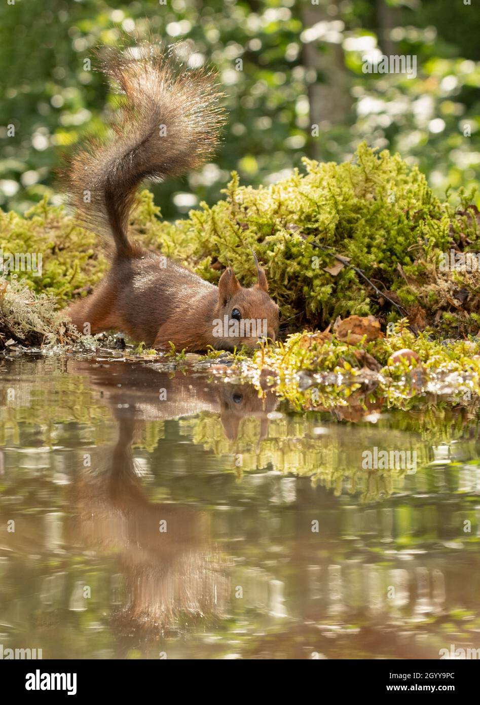 Squirrel swimming hi-res stock photography and images - Alamy