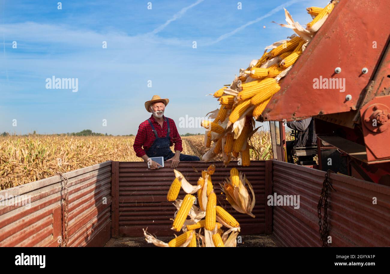 Satisfied senior farmer looking at combine harvester throwing corn cobs ...