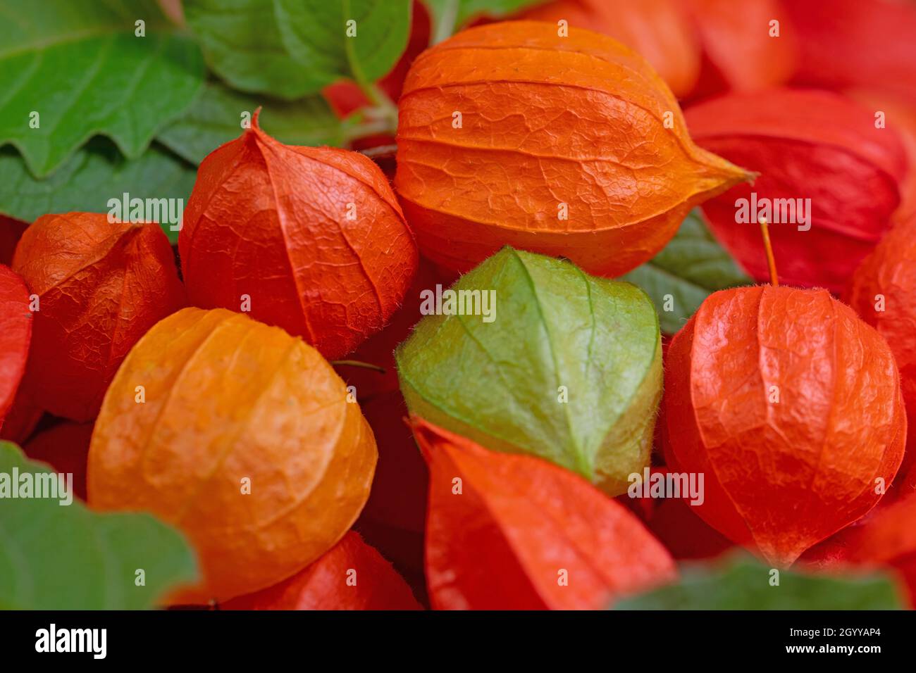 Lampion Flowers High Resolution Stock Photography and Images - Alamy