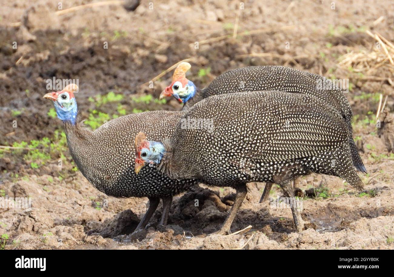 Helmeted guineafowl at a waterhole in the African countryside Stock ...
