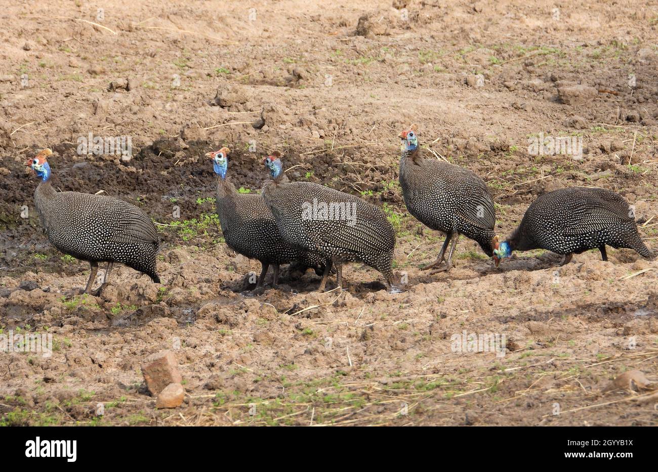 Helmeted guineafowl at a waterhole in the African countryside Stock ...