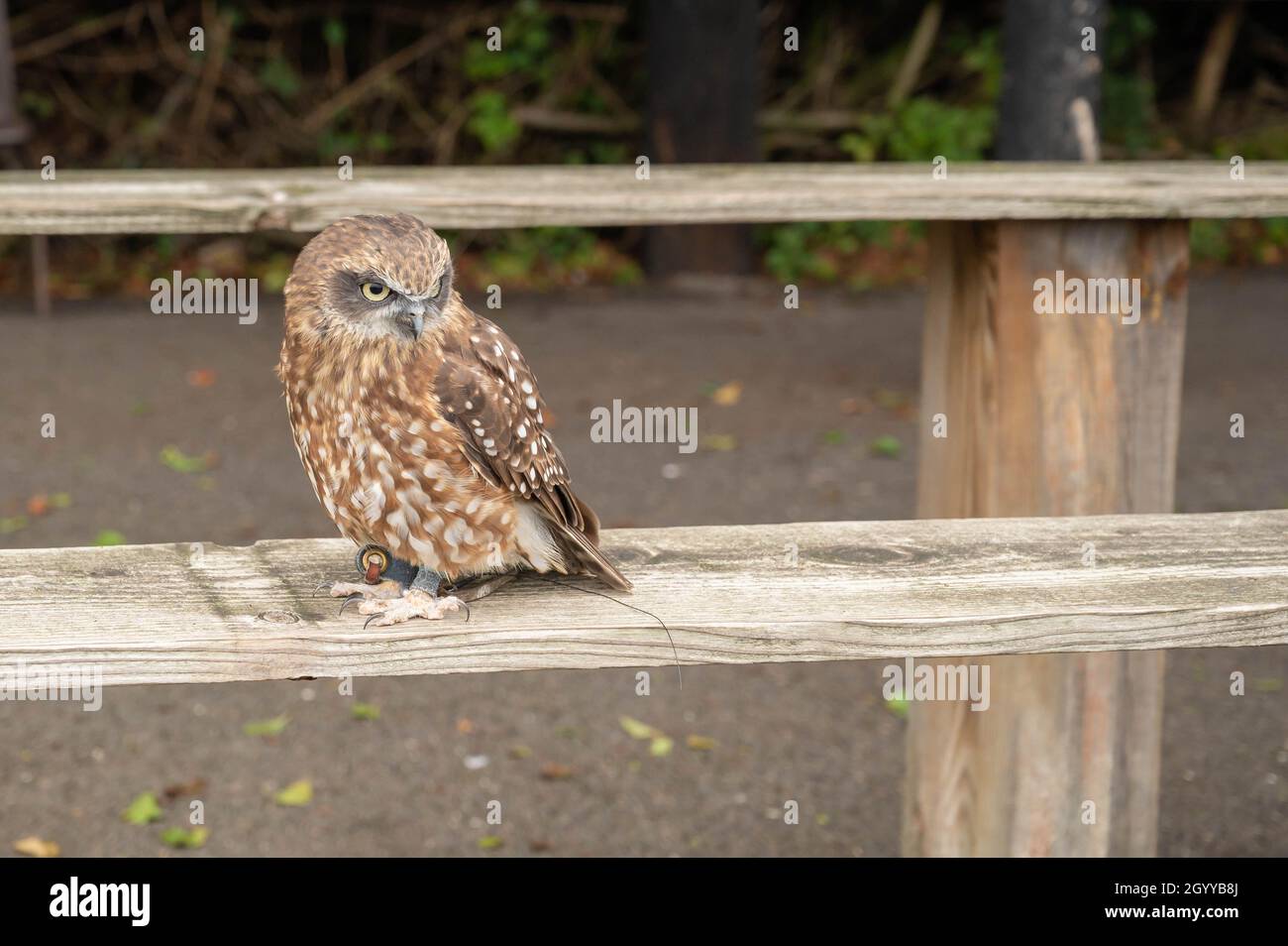 A captive little Owl sitting on the bench during a display of raptors ...