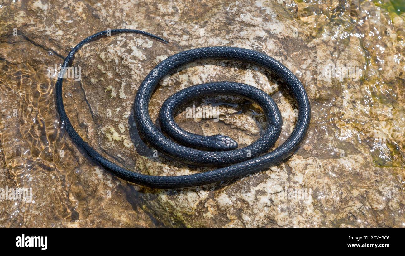A black venomous snake basks on a stone by the water sunny summer day ...