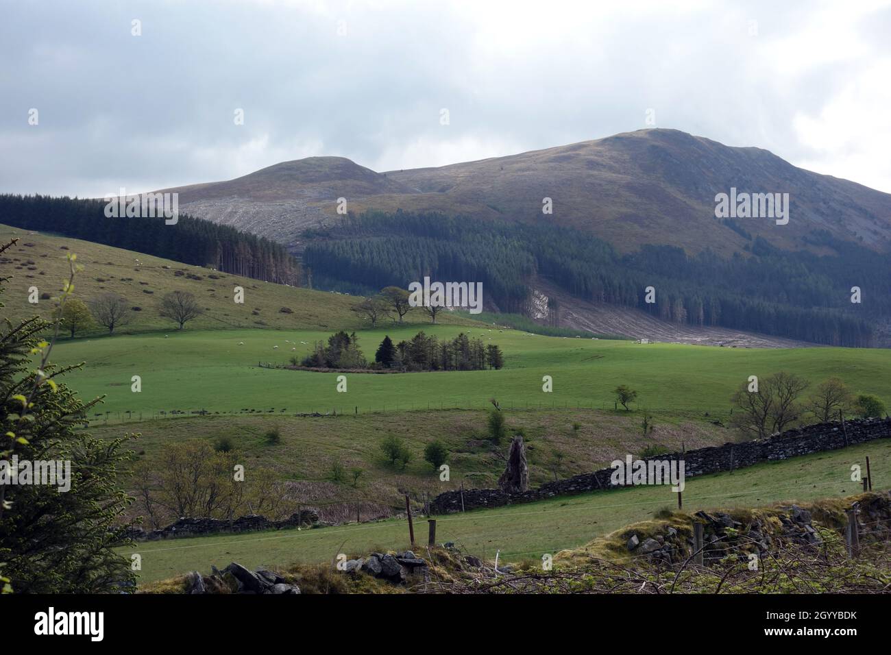 'Sharp Knott' & the Wainwright 'Blake Fell' from Track to Cogra Moss ...