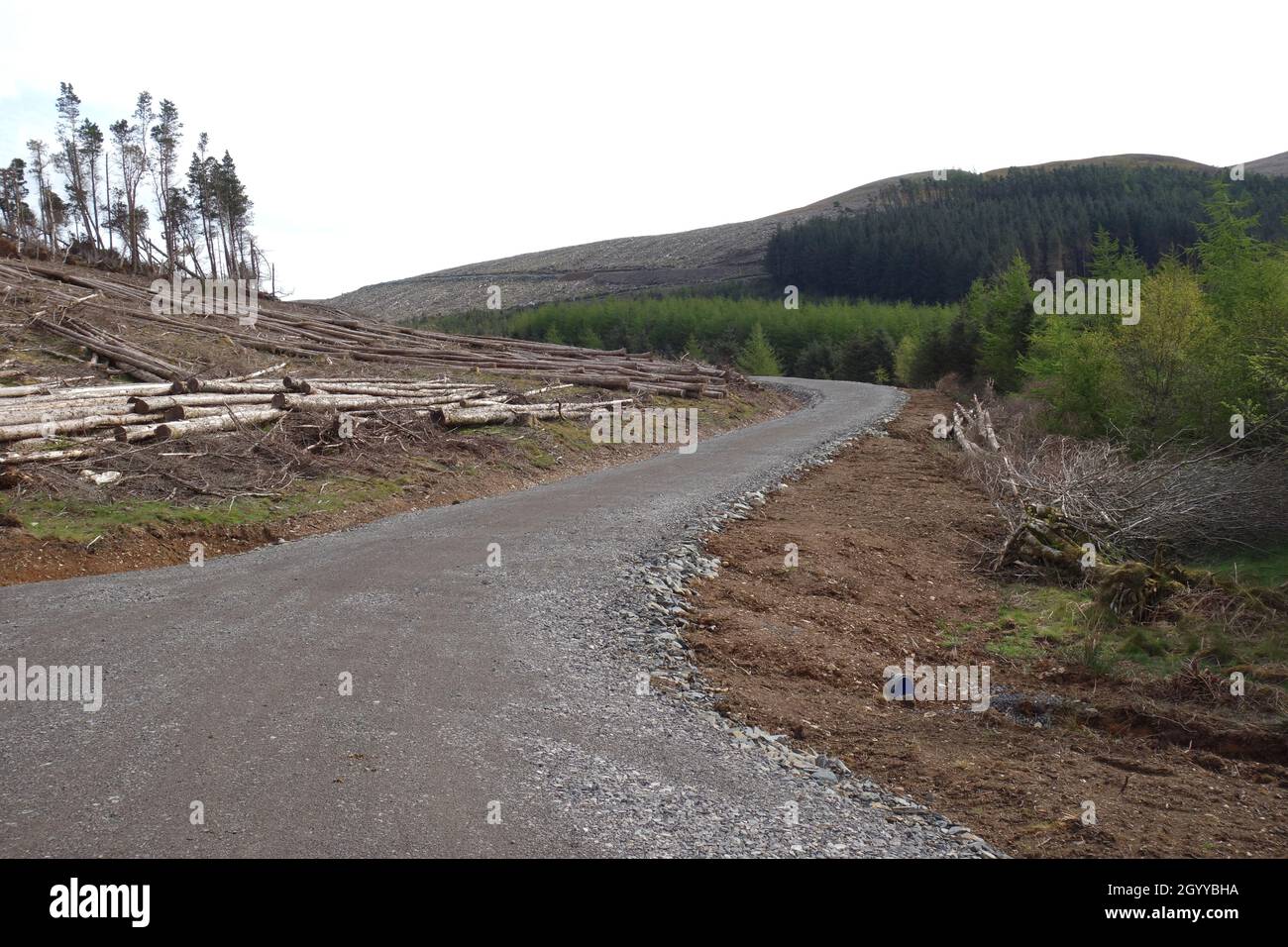 Tree Felling on Forest Track near 'Sharp Knott' and the Wainwright ...