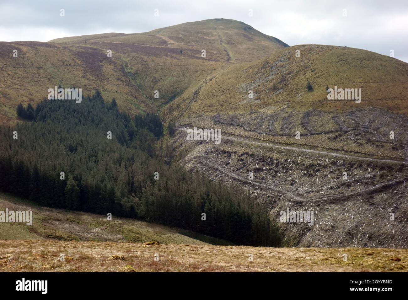 Deforestation on the Wainwright 'Blake Fell' & 'Sharp Knott' from near ...