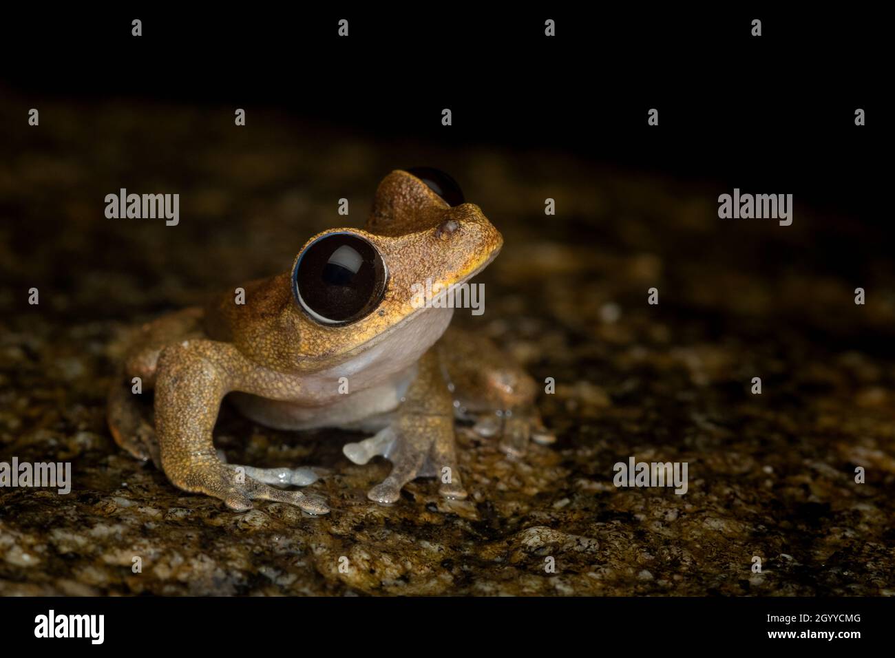 Endangered Australian lace-lid (Litoria dayi), a species of frog ...