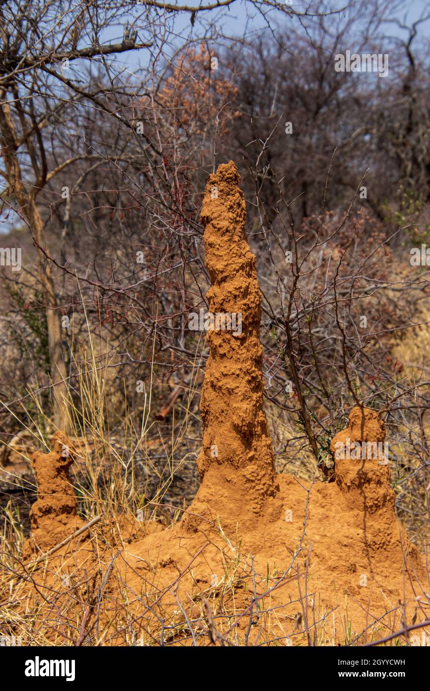 Termite nest eroded by wind and rain on the plains in Africa Stock ...