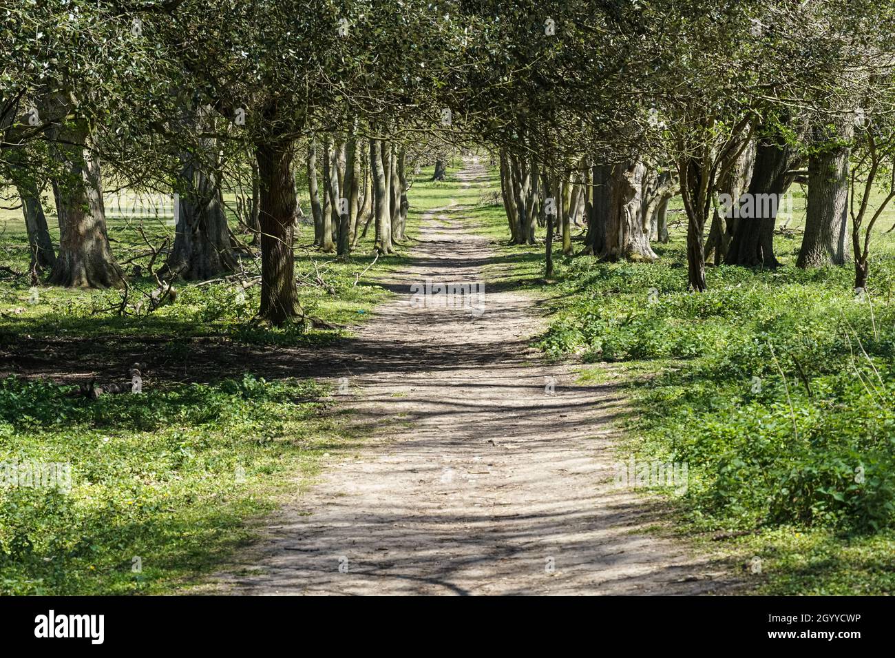 Pathway among trees in springtime on sunny day Stock Photo - Alamy