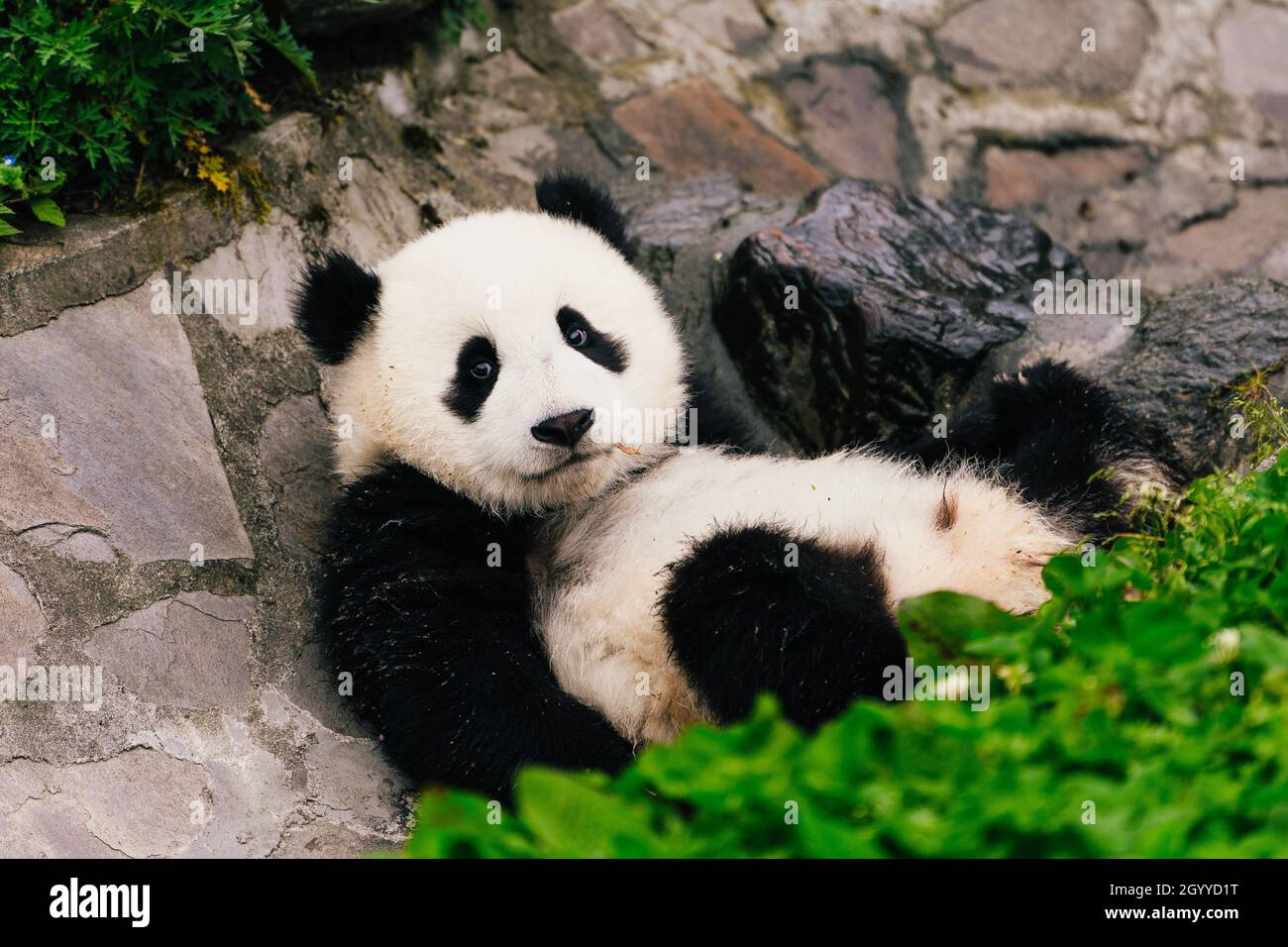 Wolong national nature reserve hi-res stock photography and images - Alamy