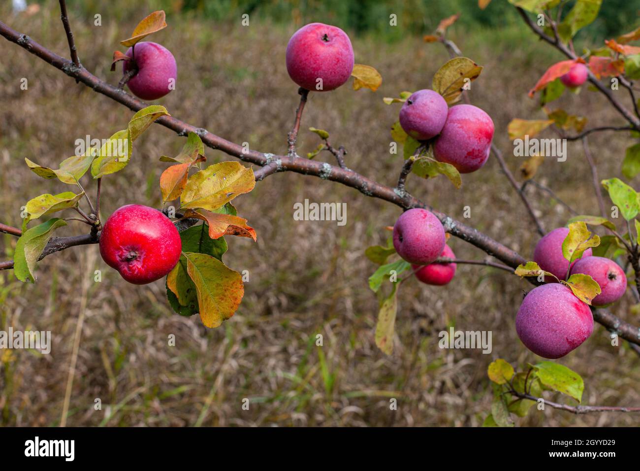 Wild apple tree hi-res stock photography and images - Alamy