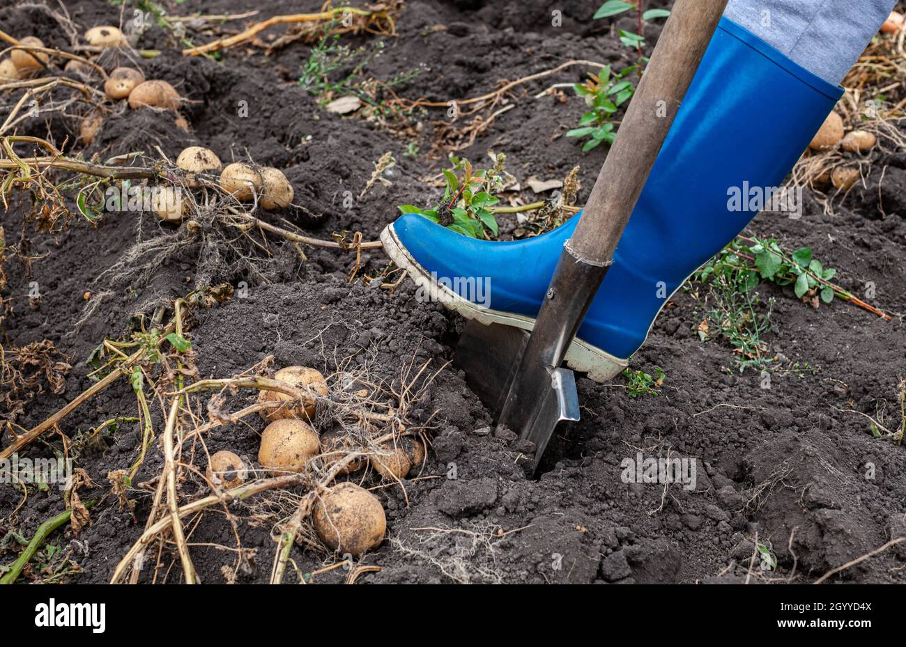 Picking potatoes farm hi-res stock photography and images - Alamy