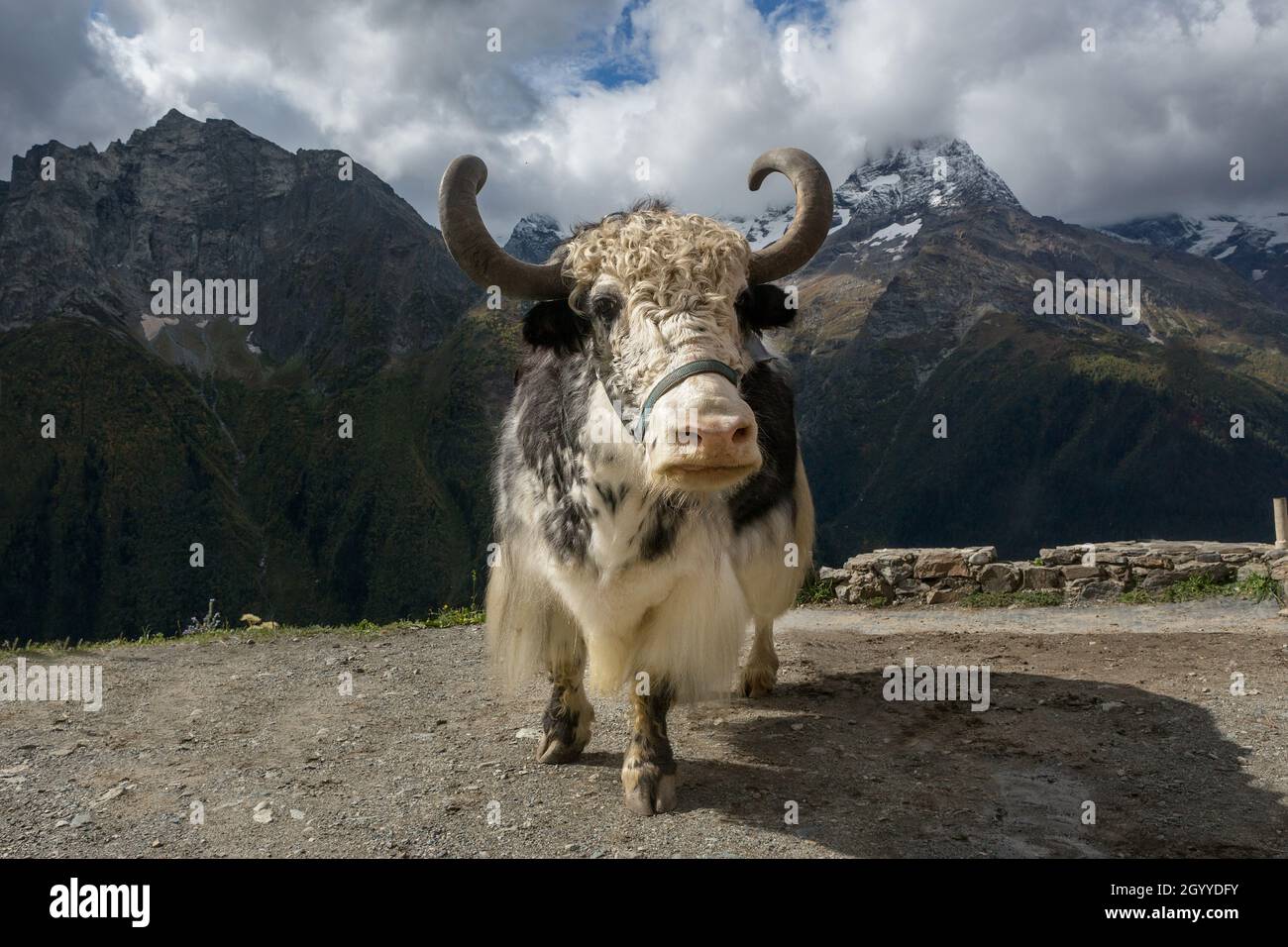 Yak on the background of the snow-capped mountains of the Caucasus ...