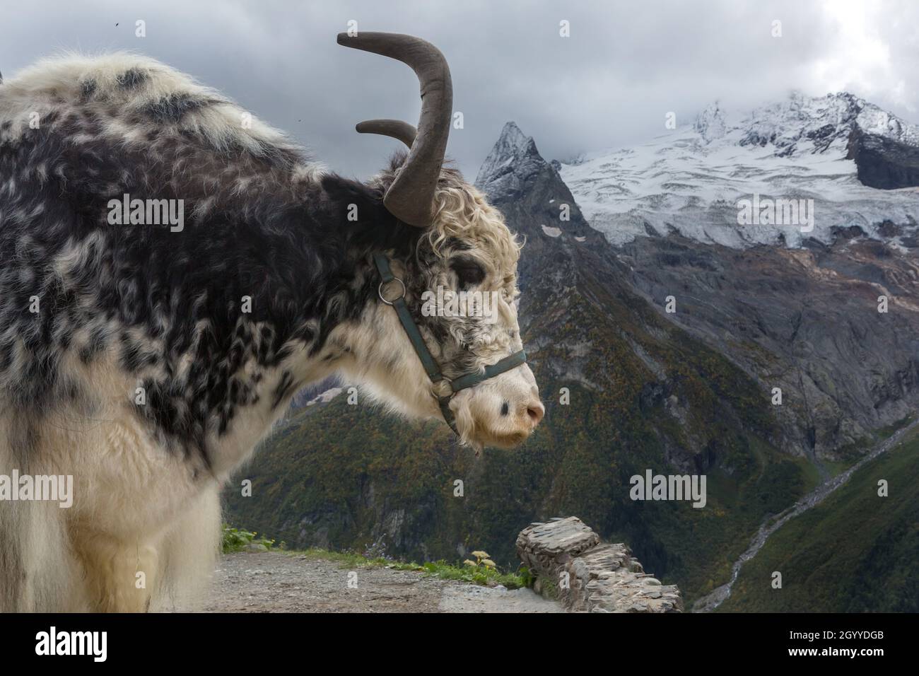 Yak on the background of the snow-capped mountains of the Caucasus ...
