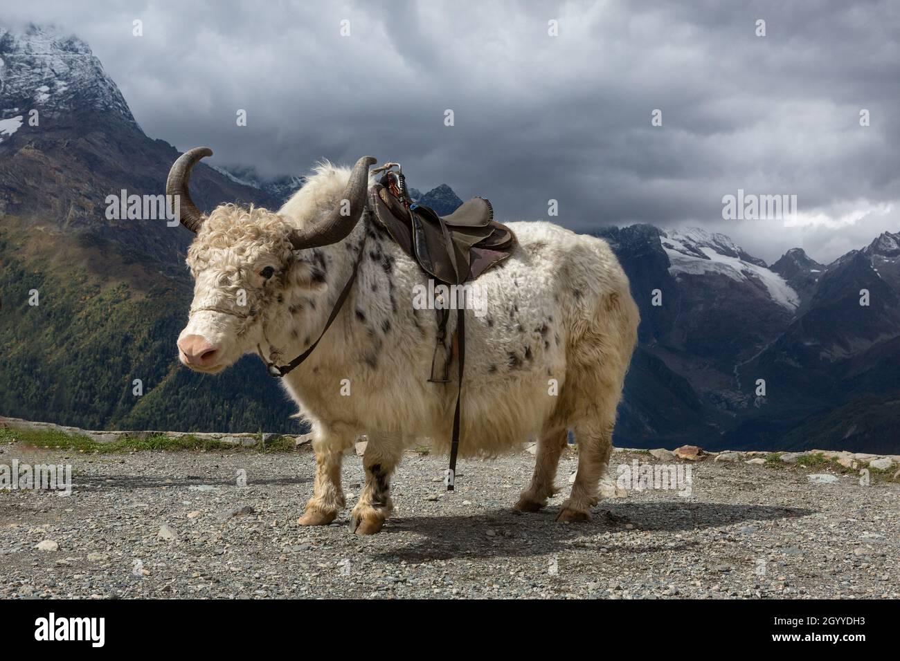 Yak on the background of the snow-capped mountains of the Caucasus ...
