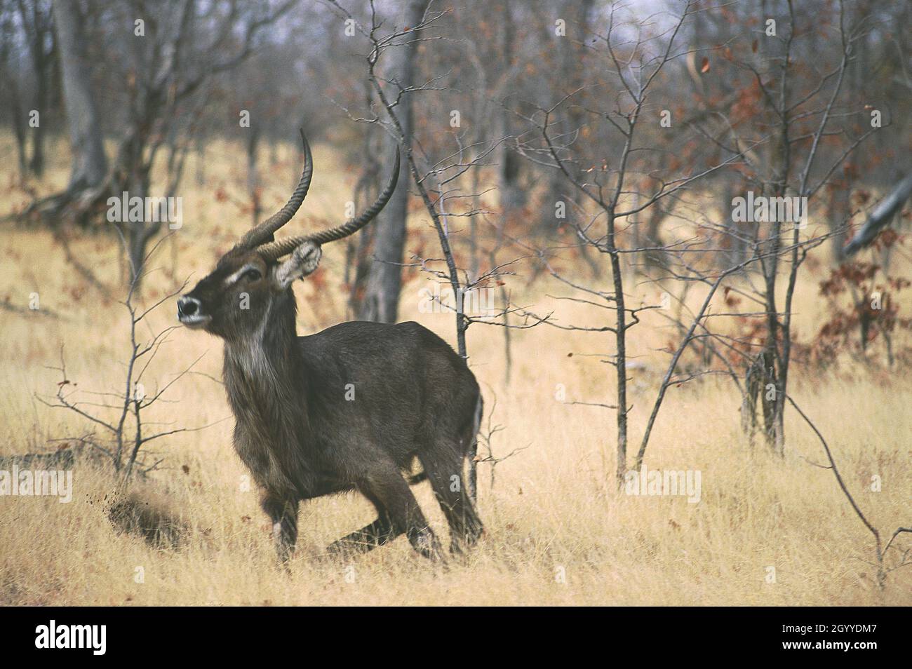 The waterbuck (Kobus ellipsiprymnus) is a large antelope found widely ...