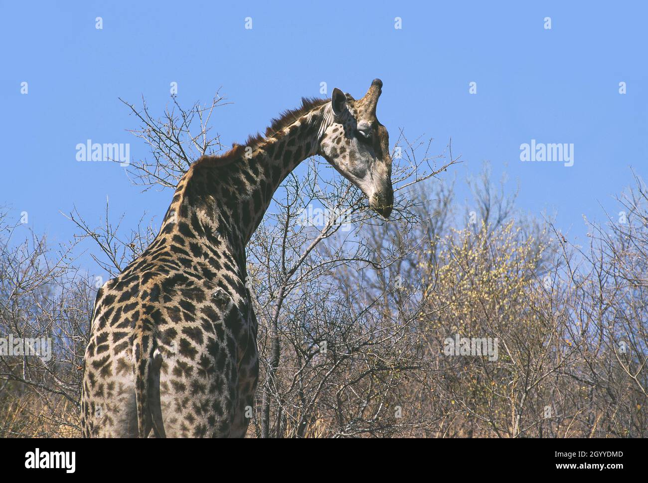 Hwange national park zimbabwe giraffe hi-res stock photography and ...