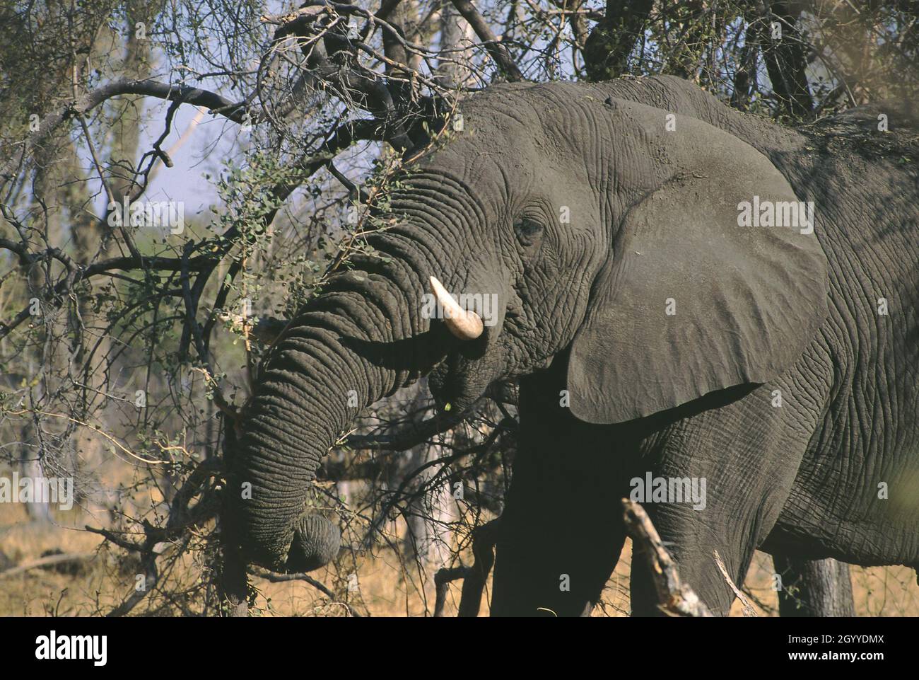 The African elephant (Loxodonta africana), also known as the African ...