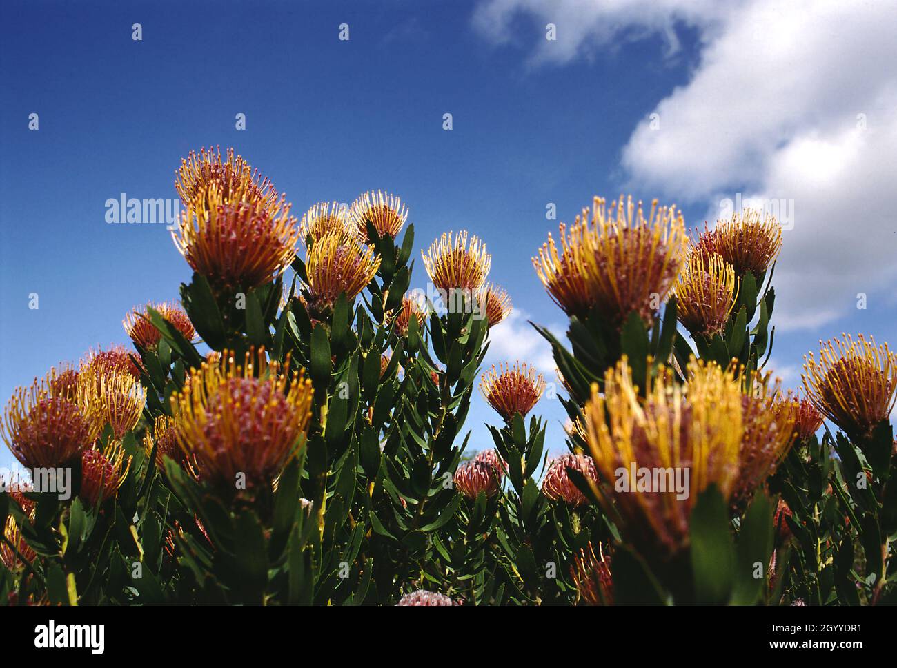 Together with the springbok antelope, the protea was treated as a ...