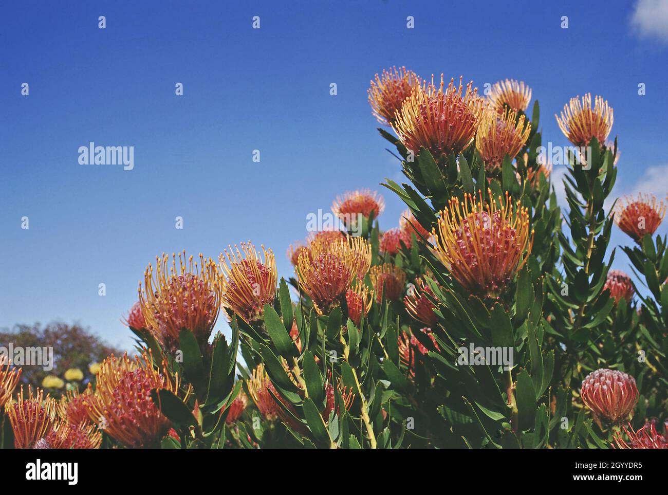 Together with the springbok antelope, the protea was treated as a ...