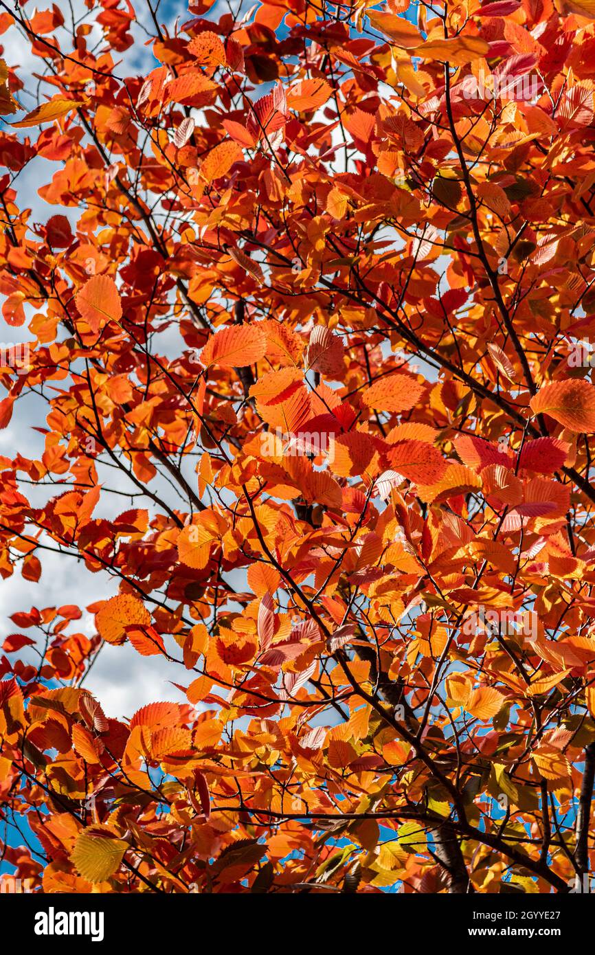 red-orange leaves on an autumn tree in sunny weather Stock Photo - Alamy