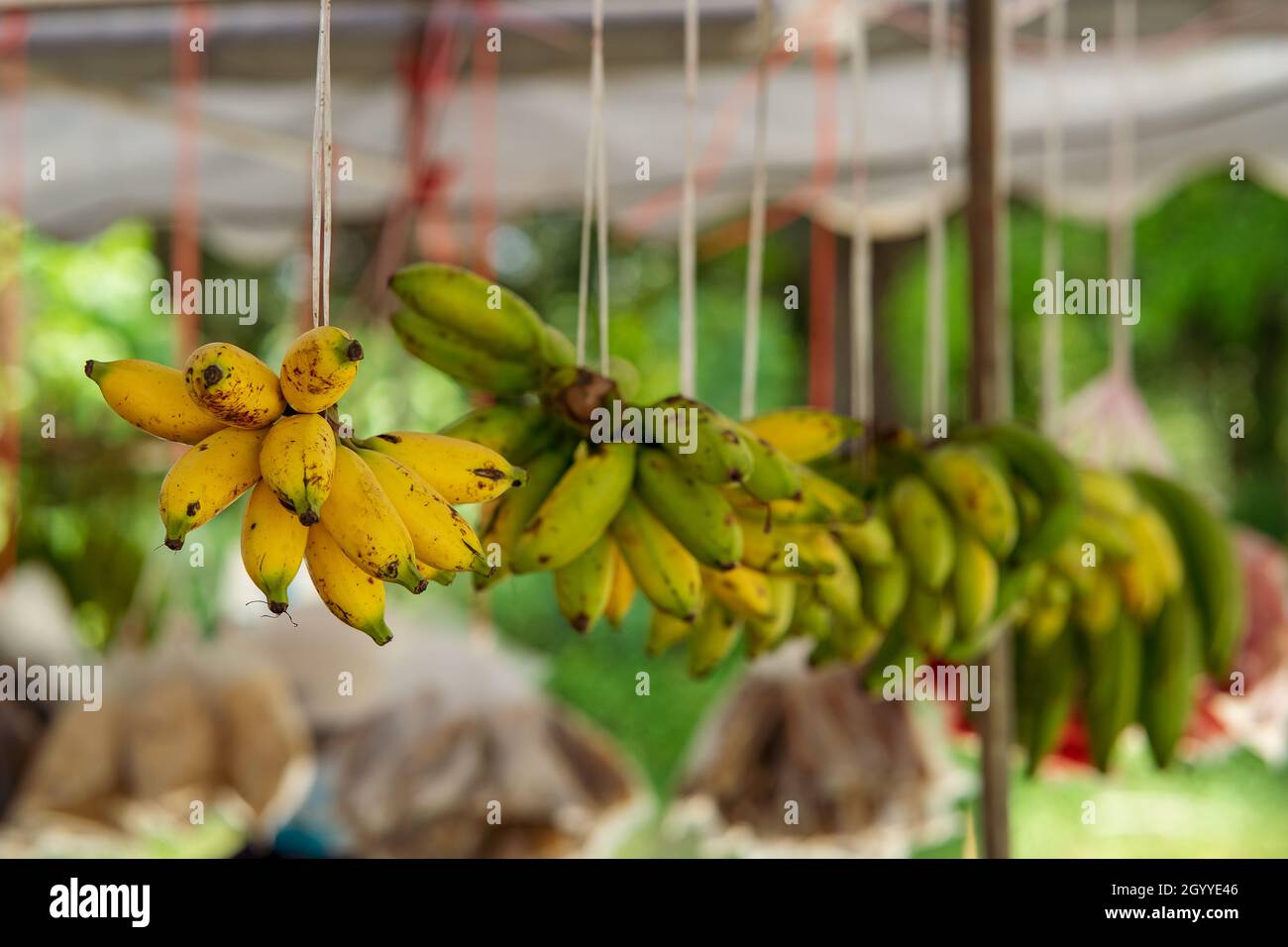Fruit stall with hanging bananas. Colorful and Yellow banana bunch ...
