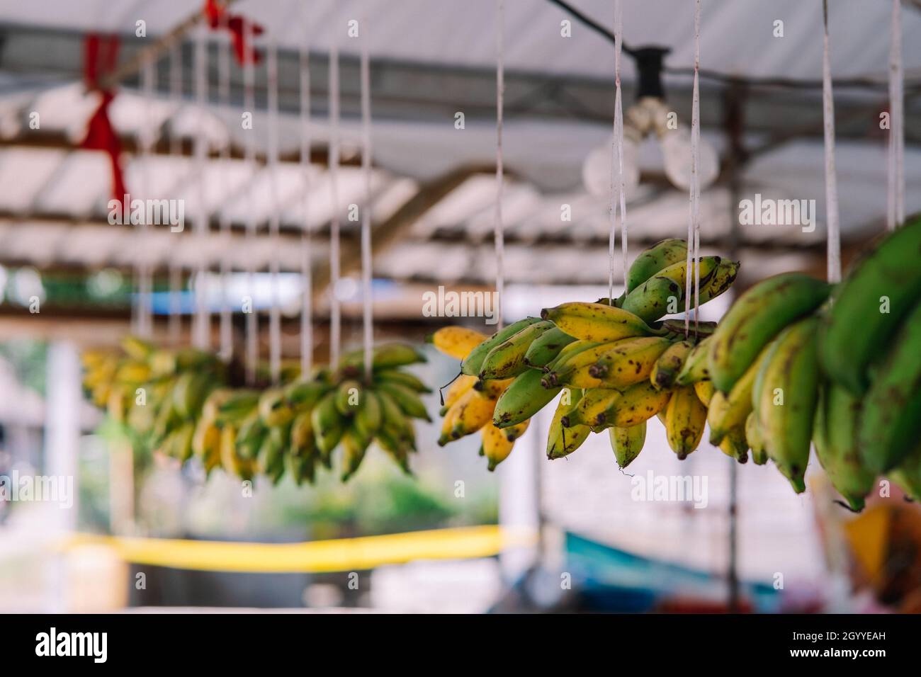 Fruit stall with hanging bananas. Colorful and Yellow banana bunch ...