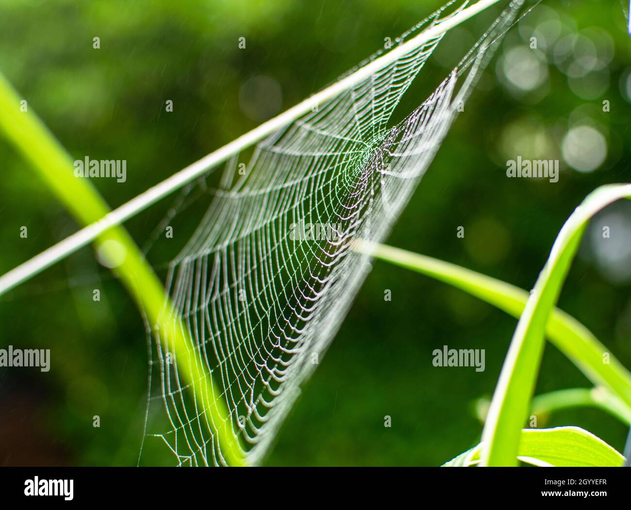Cobwebs in the summer, phenomenon of spiders migration, cobwebs late ...