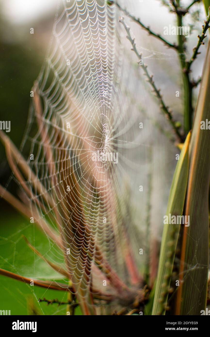 Cobwebs in the summer, phenomenon of spiders migration, cobwebs late ...