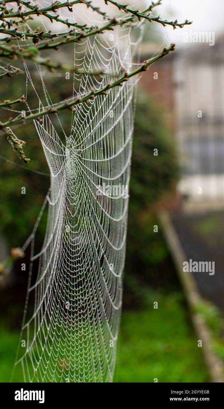 Cobwebs in the summer, phenomenon of spiders migration, cobwebs late ...