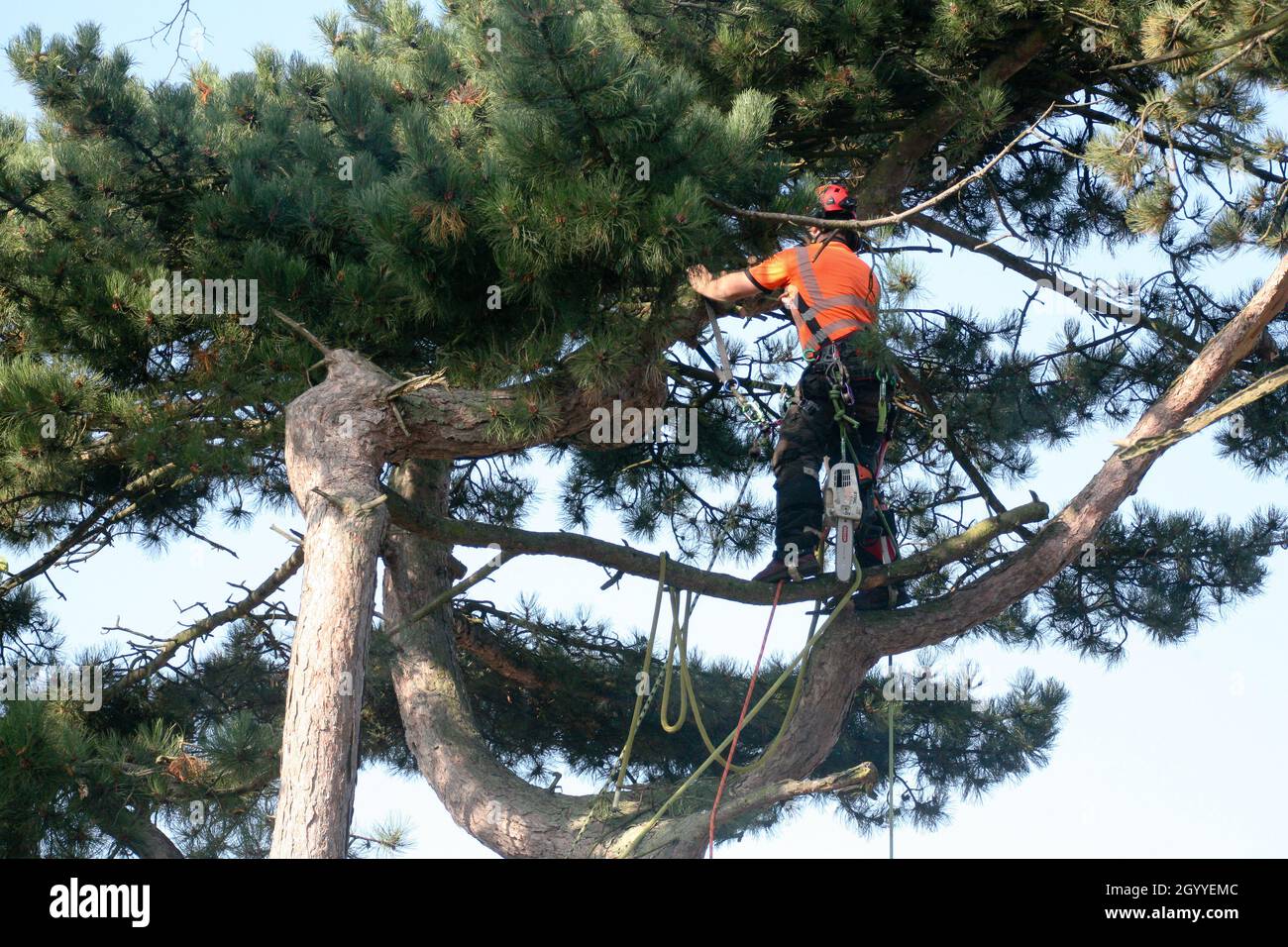 Close up of a tree surgeon working at height, cutting down a tree Stock ...