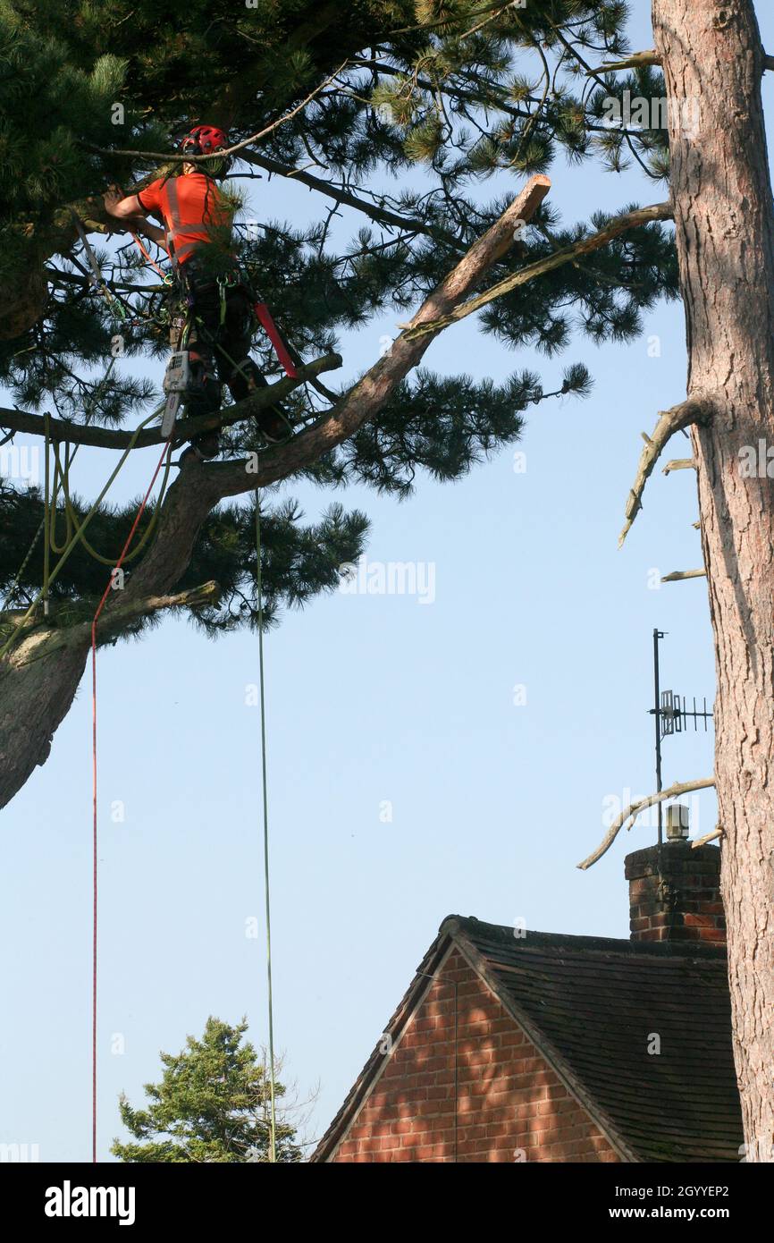 Close up of a tree surgeon working at height, cutting down a tree Stock ...