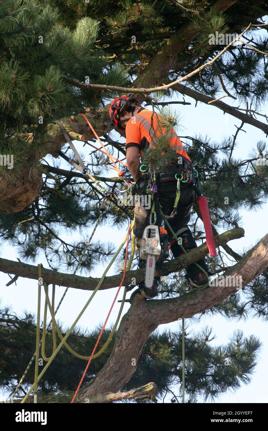 Close up of a tree surgeon working at height, cutting down a tree Stock ...