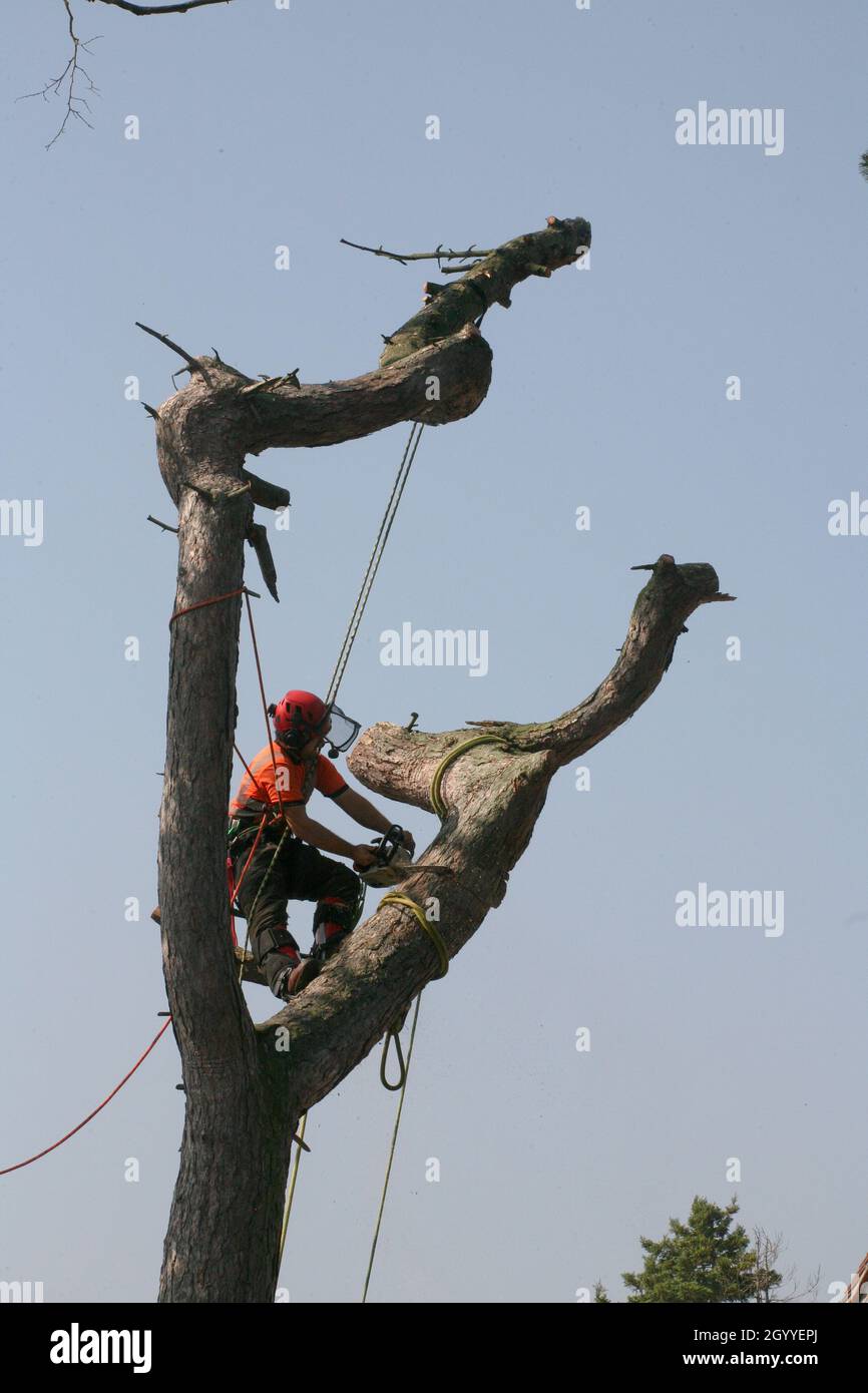 Close up of a tree surgeon working at height, cutting down a tree Stock ...