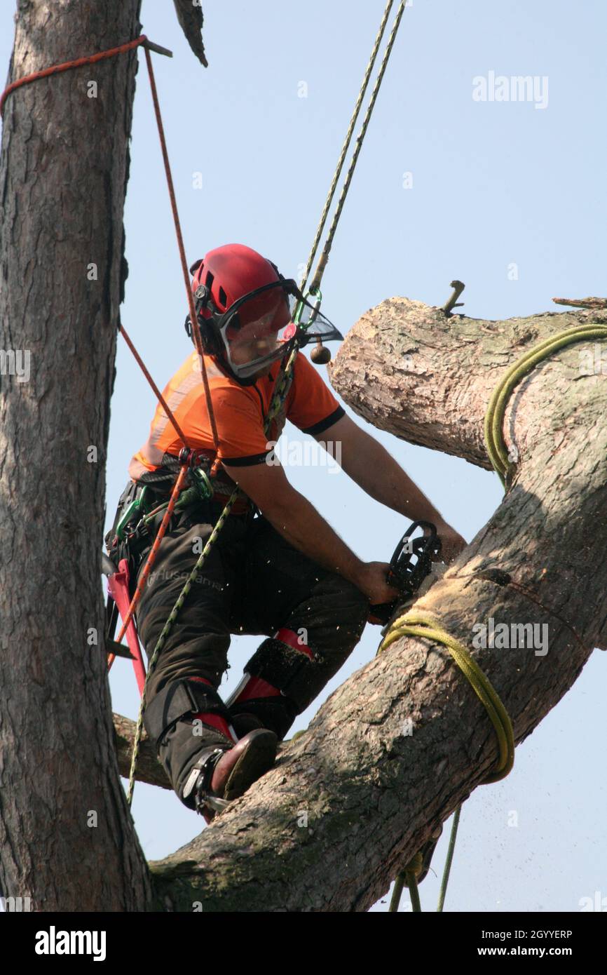 Close up of a tree surgeon working at height, cutting down a tree Stock ...