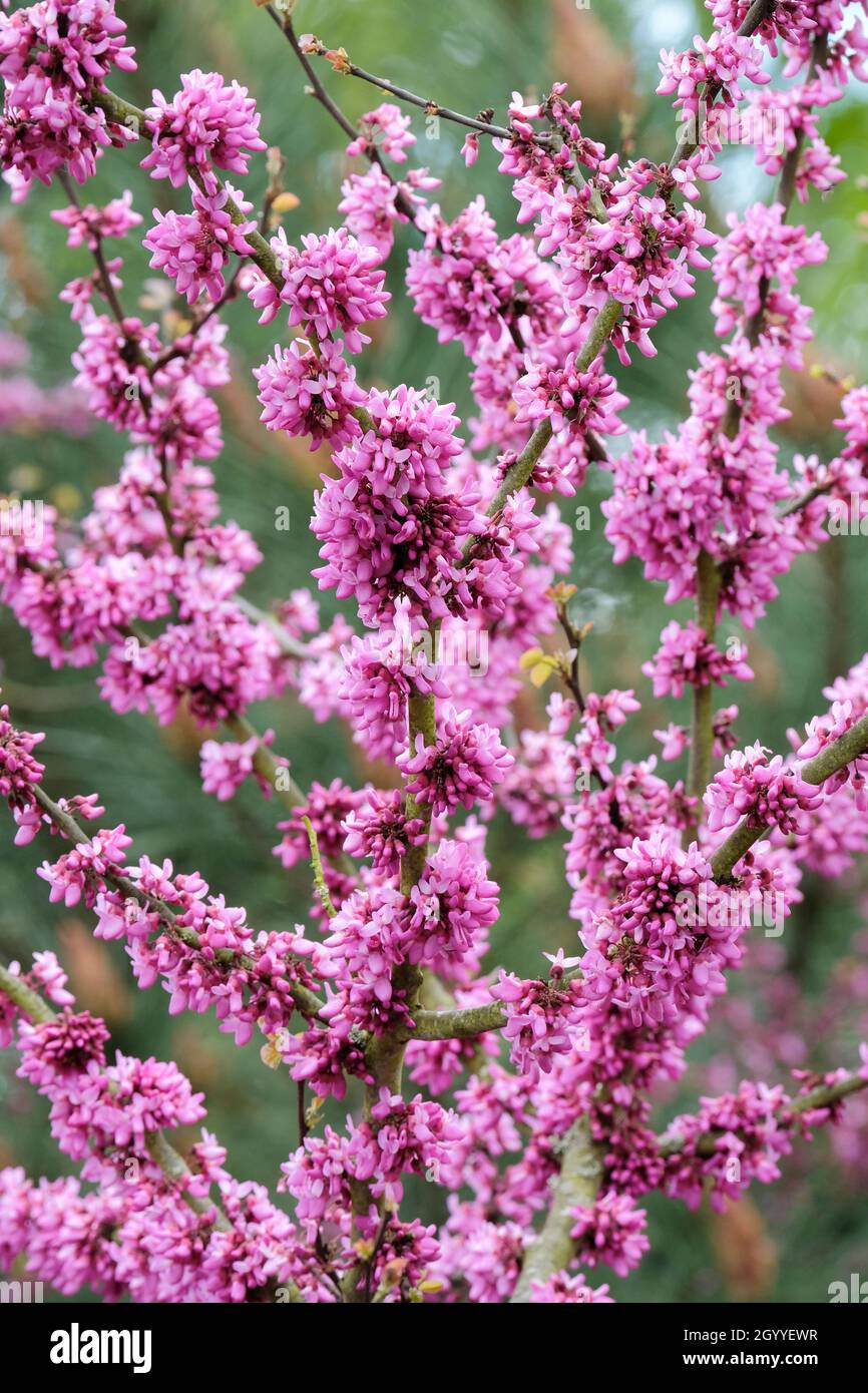 Cercis siliquastrum, commonly known as the Judas tree or Judas-tree ...