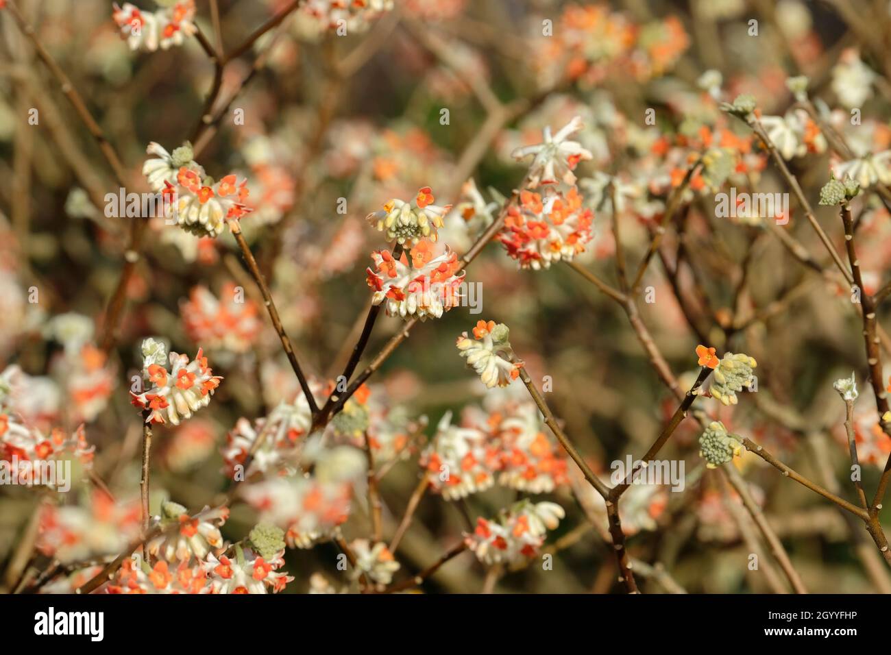 Paperbush, Edgeworthia chrysantha Rubra, oriental paper bush 'Red ...